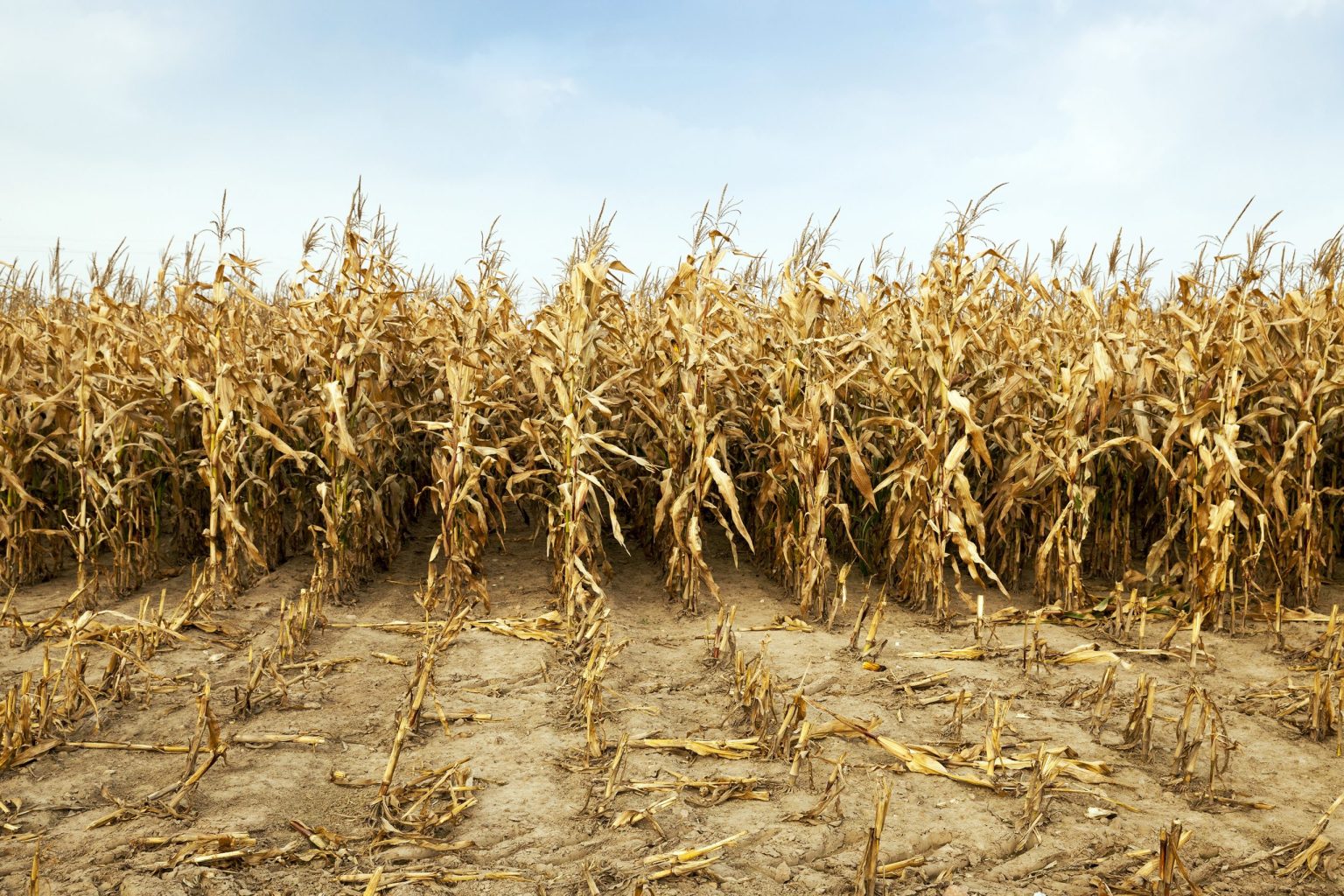 Seceta aduce pierderi masive la porumb și floarea-soarelui, insolvențe ...